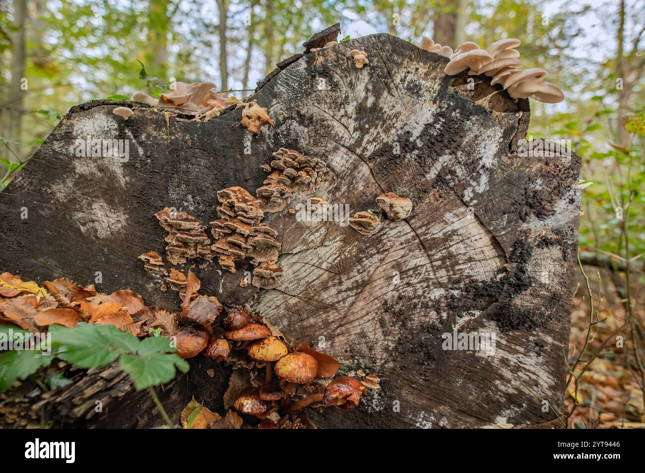 Oak tree stump with mushrooms Stock Photo - Alamy