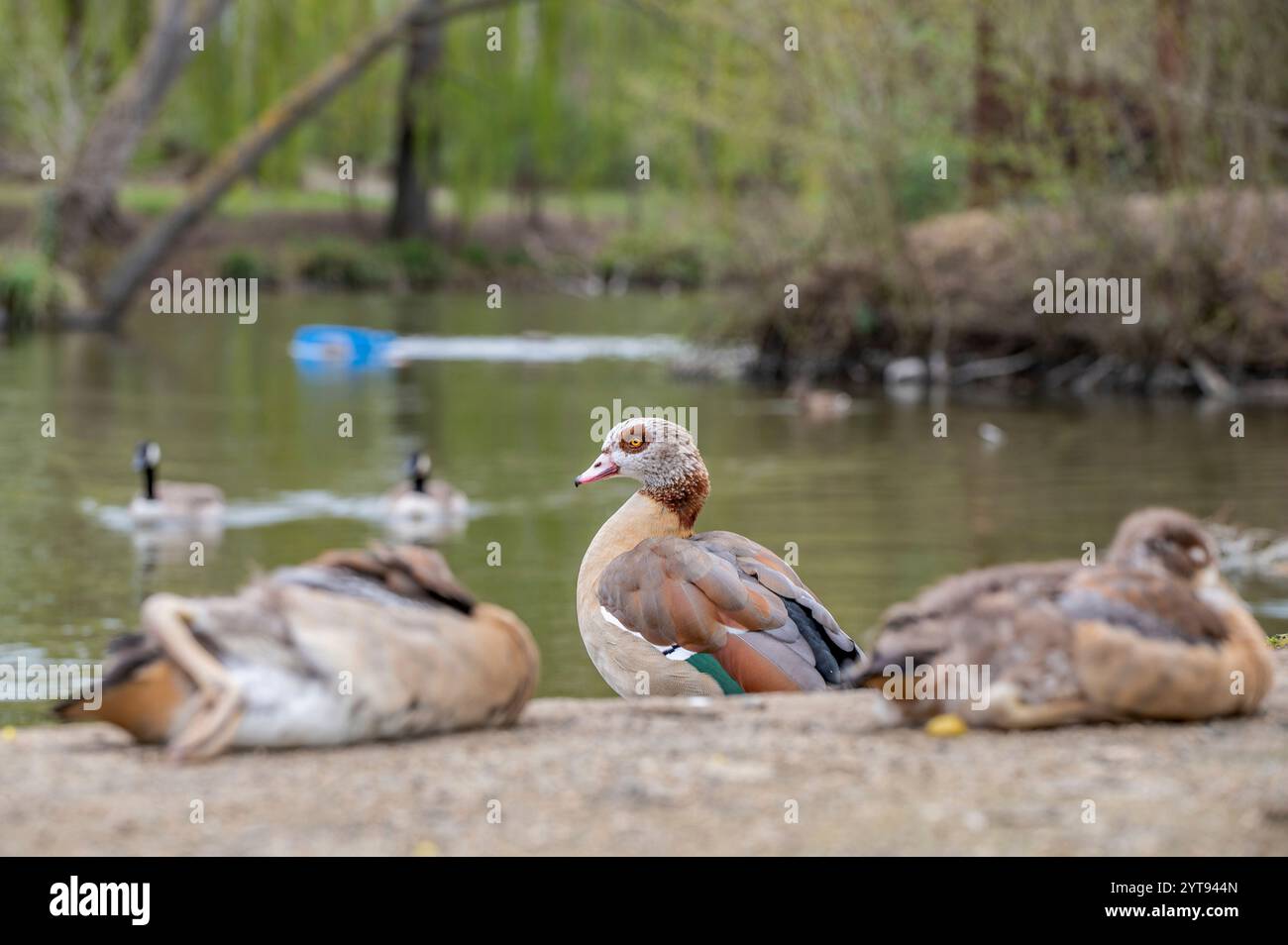 Nile goose family at a pond Stock Photo - Alamy
