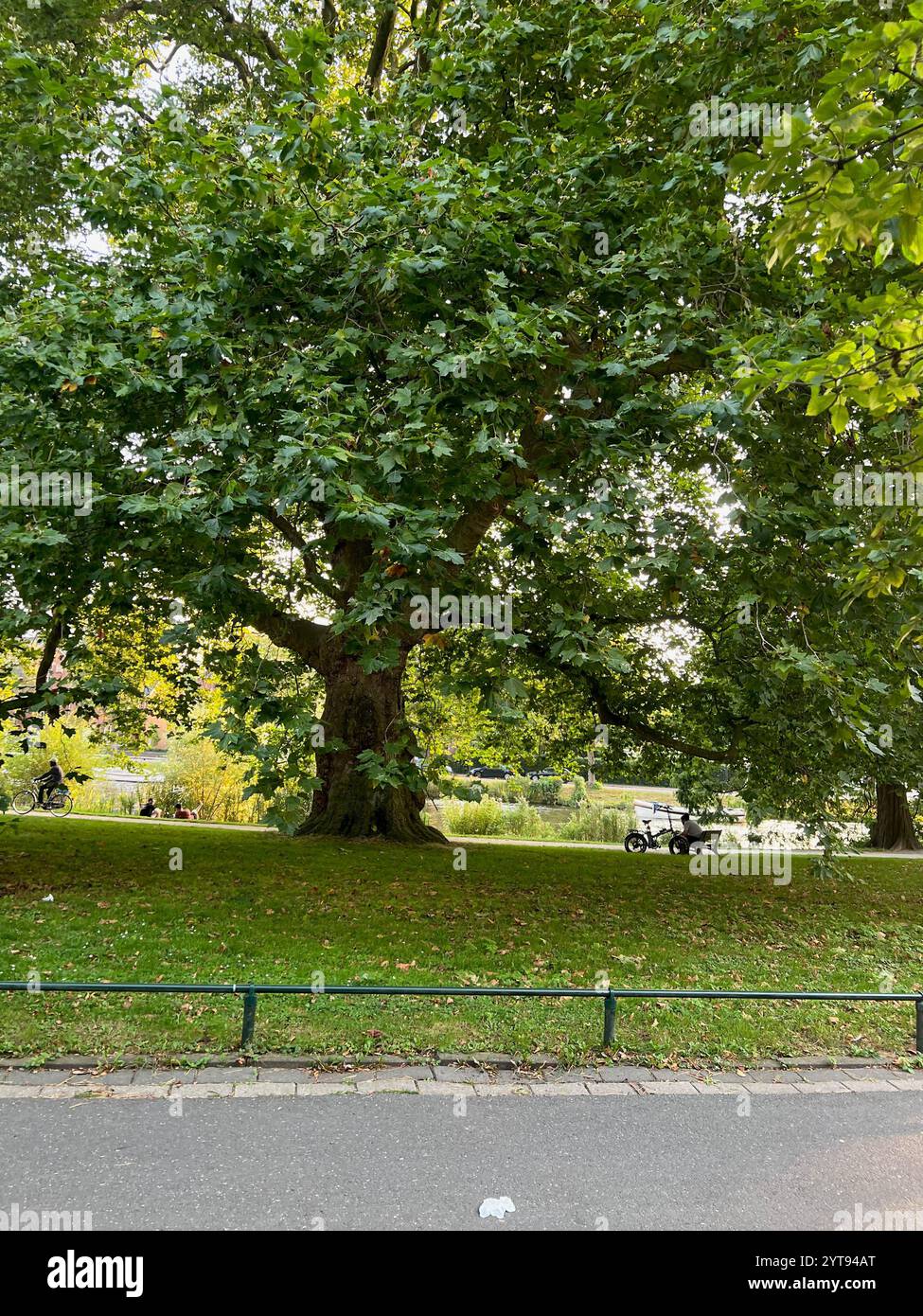 Beautiful tree green leaves hi-res stock photography and images - Alamy