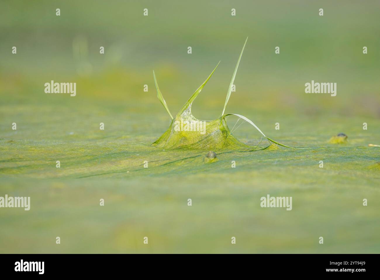 Algae carpet hi-res stock photography and images - Alamy