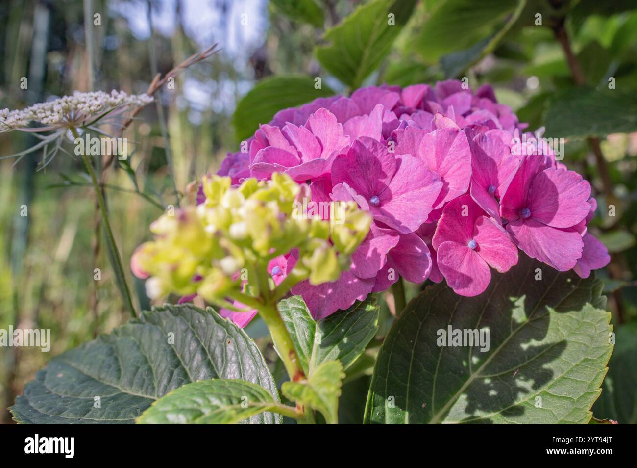 Flowering time of hydrangeas Stock Photo - Alamy