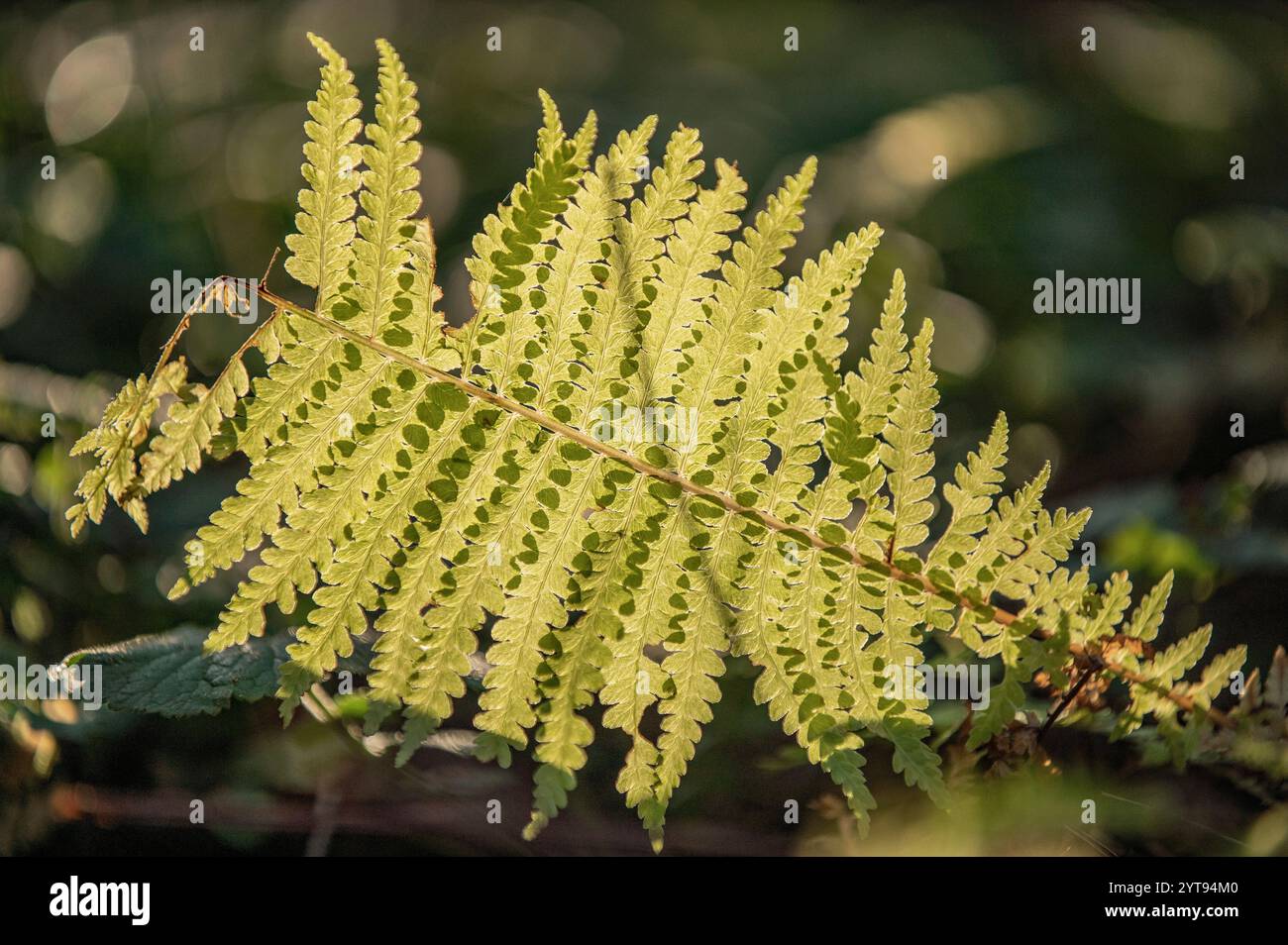 The true light hi-res stock photography and images - Alamy
