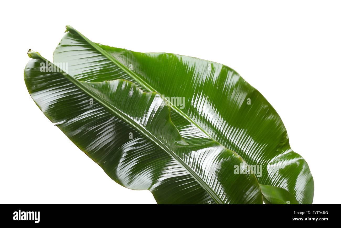Fresh green banana tree leaves isolated on white Stock Photo - Alamy