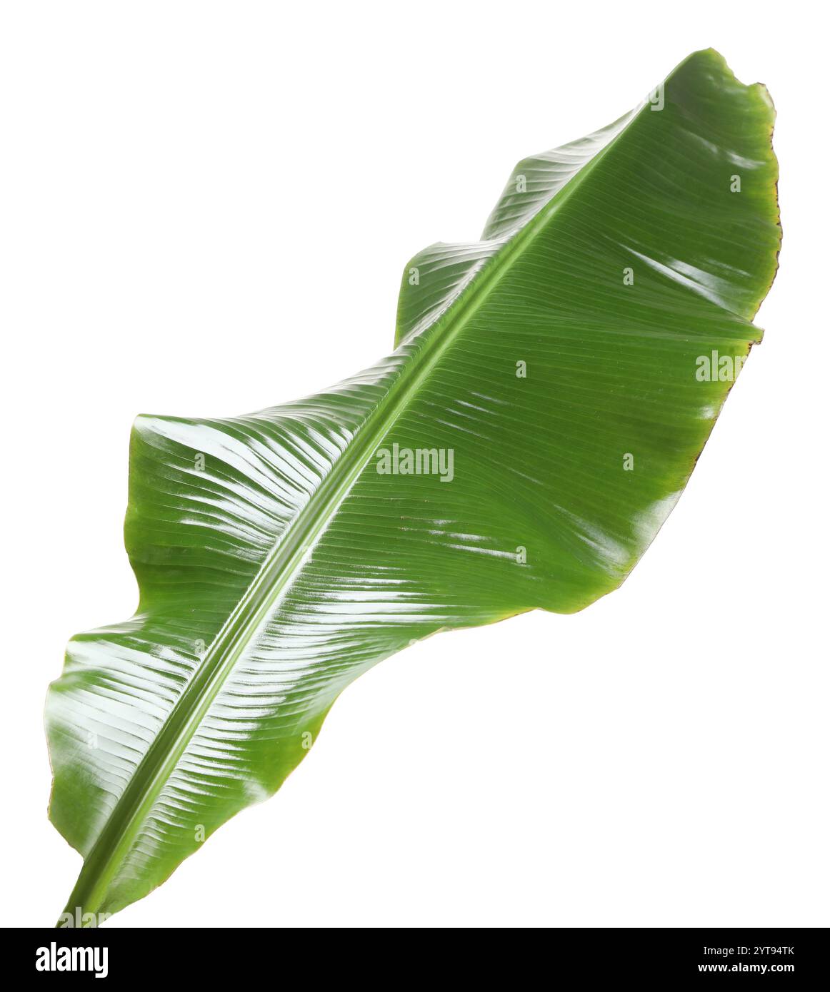 Fresh green banana tree leaf isolated on white Stock Photo - Alamy
