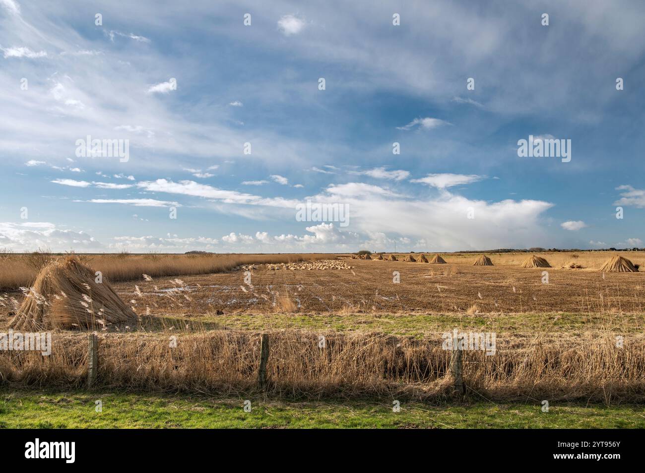 Bundles of reed hi-res stock photography and images - Alamy