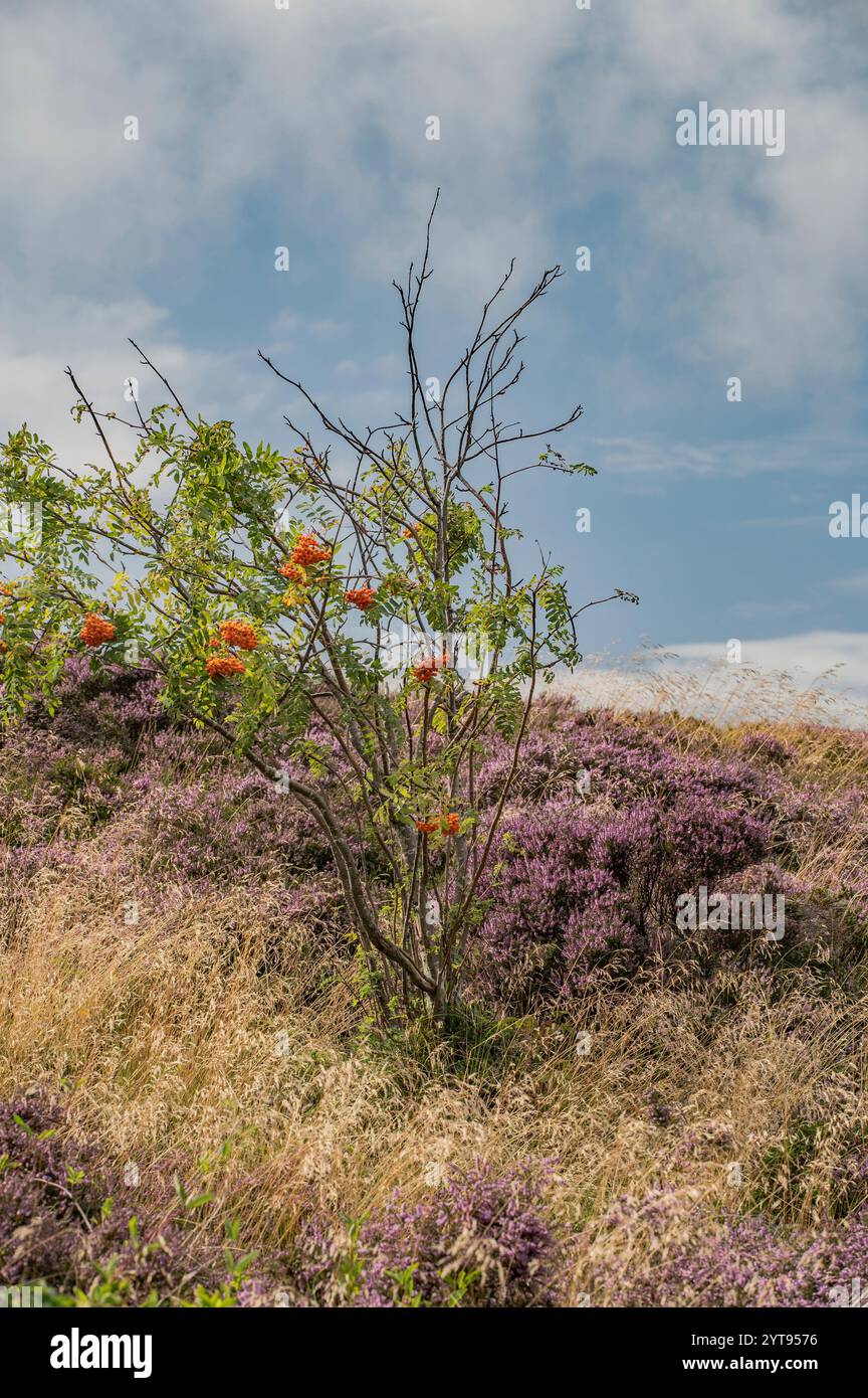 Blooming heath landscape Stock Photo - Alamy