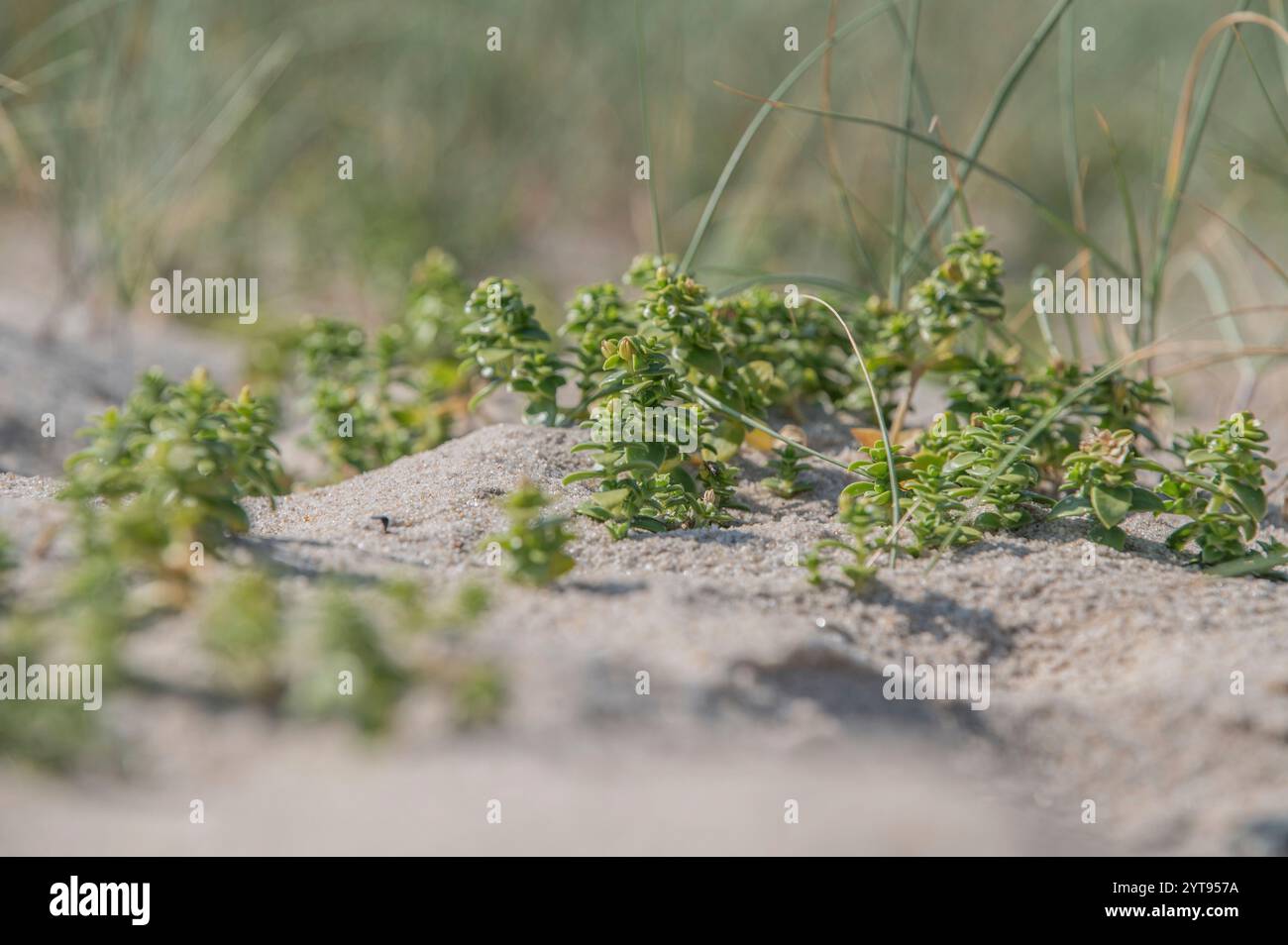 Salt plants on the shore of the wadden sea hi-res stock photography and ...