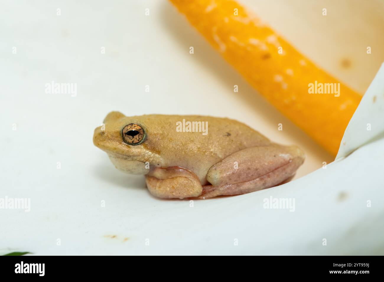 A cute spotted painted reed frog (Hyperolius marmoratus verrucosus ...