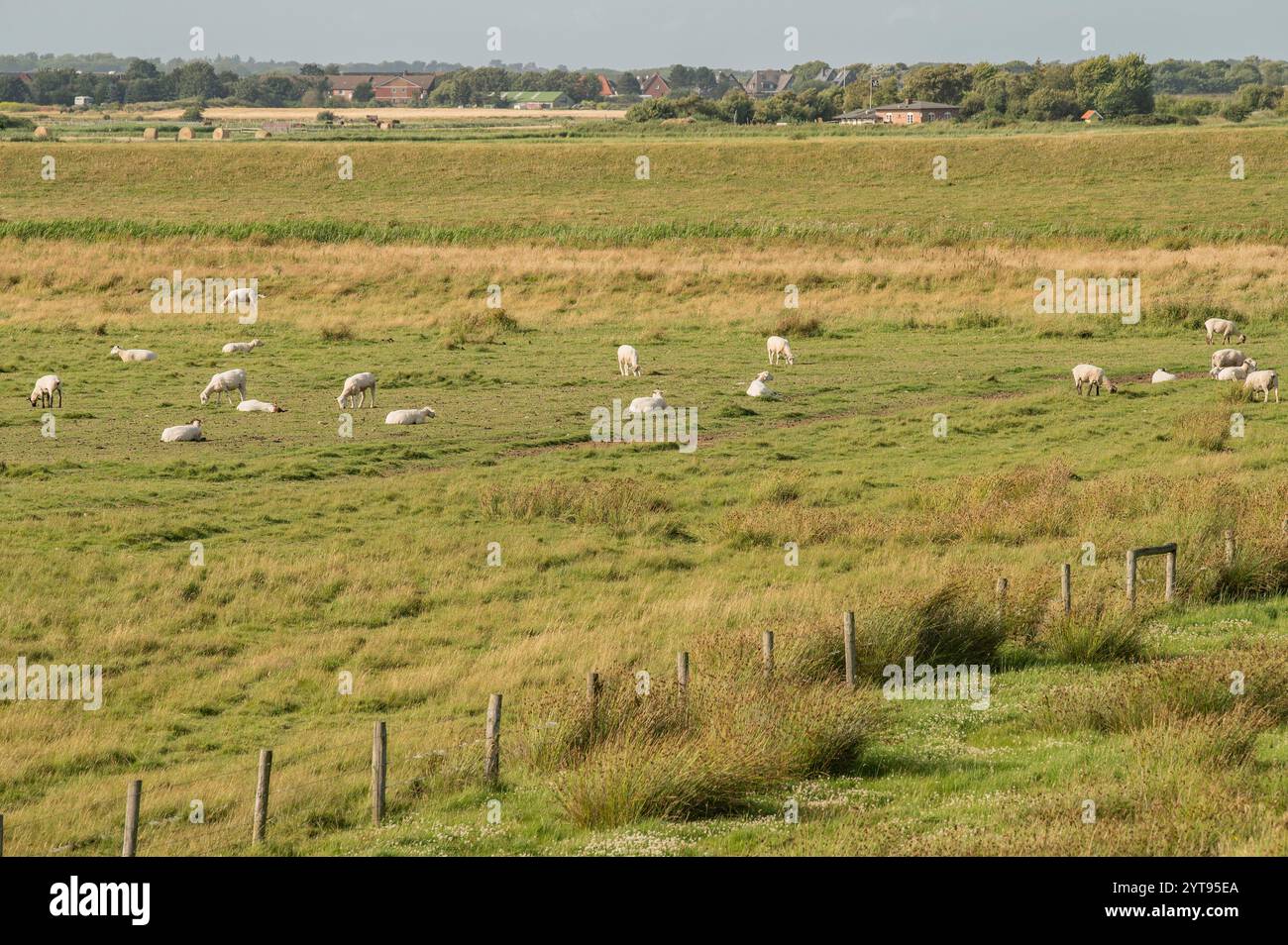 Flock sheep on island hi-res stock photography and images - Alamy