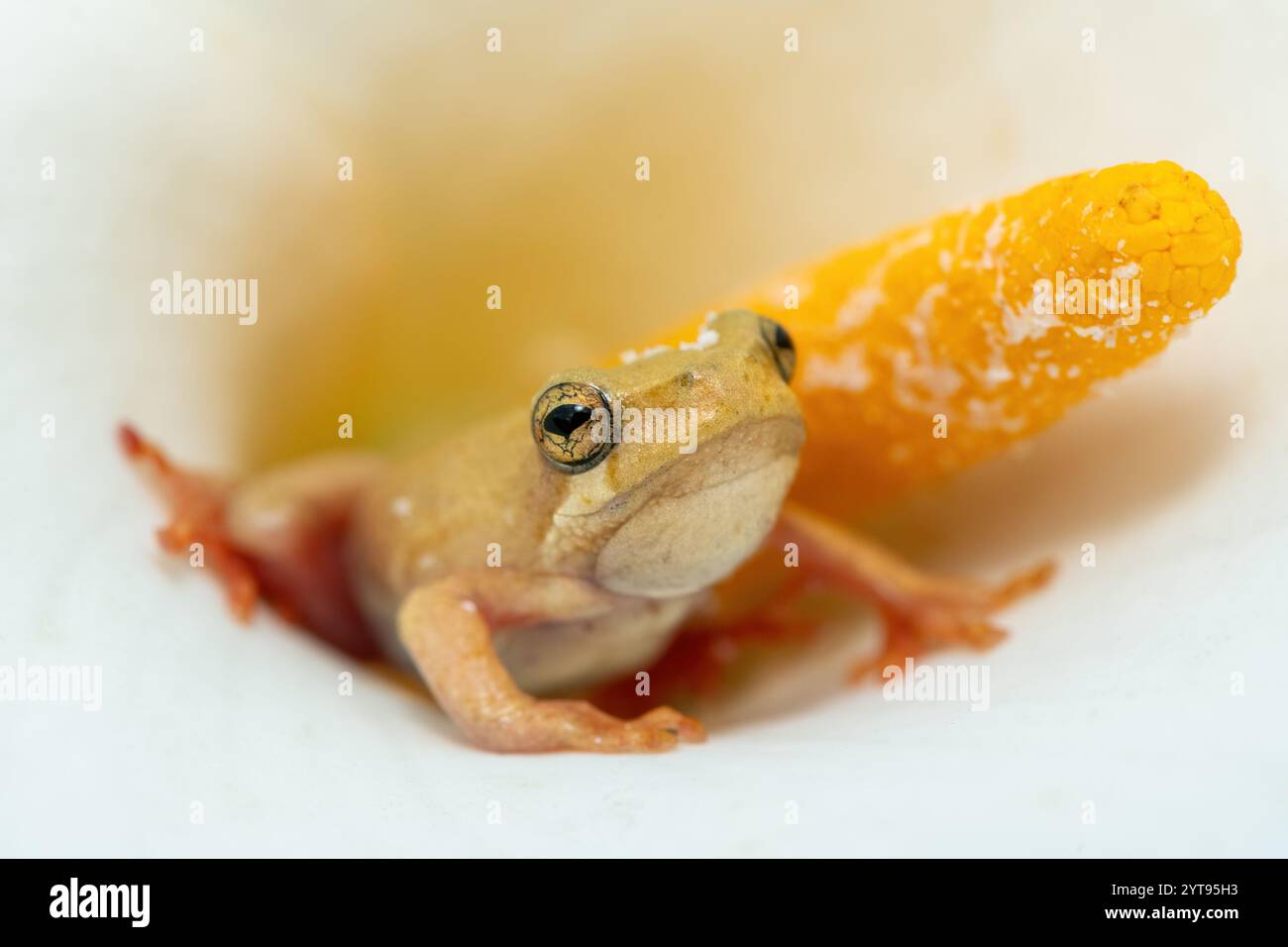 A cute spotted painted reed frog (Hyperolius marmoratus verrucosus ...