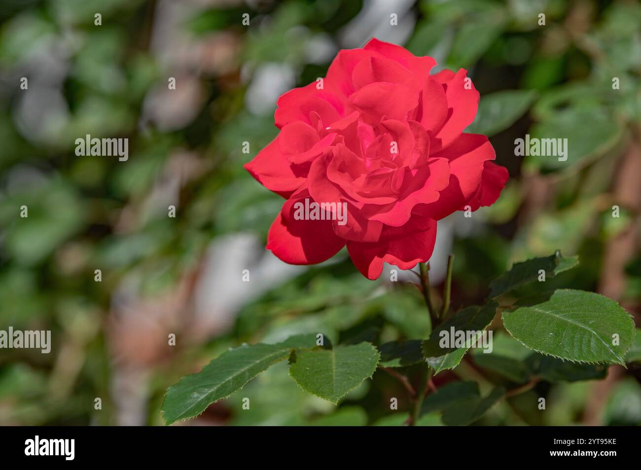 Rose bengal hi-res stock photography and images - Alamy