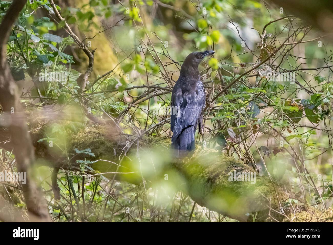 Raven in the forest area Stock Photo - Alamy