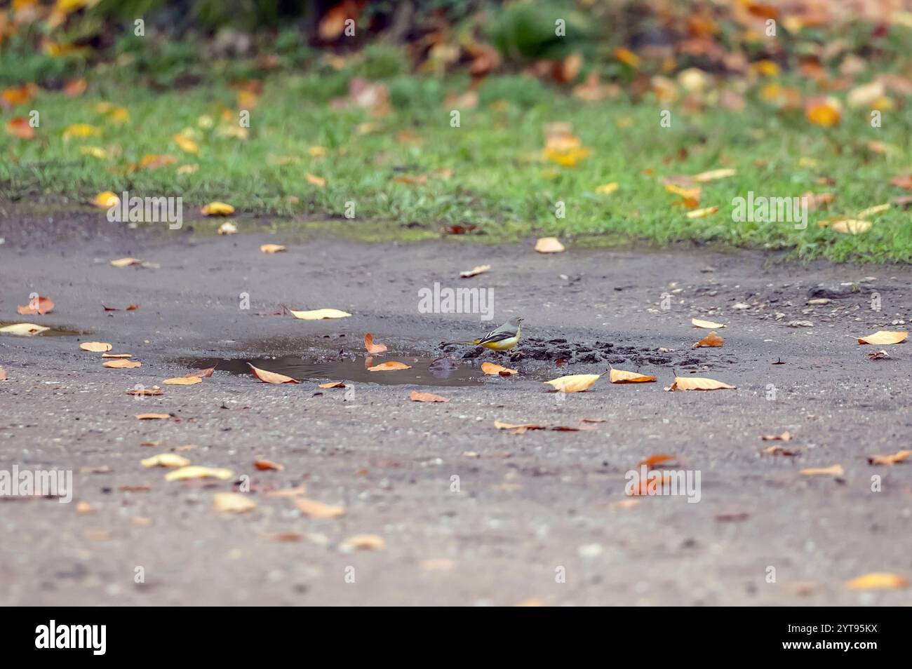 Move puddle hi-res stock photography and images - Alamy
