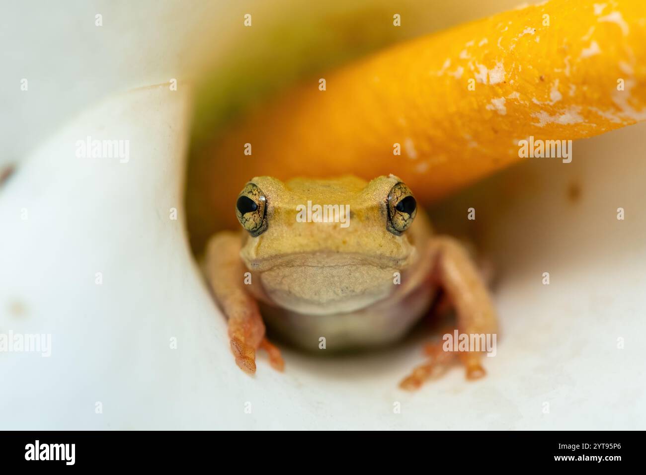 A cute spotted painted reed frog (Hyperolius marmoratus verrucosus ...
