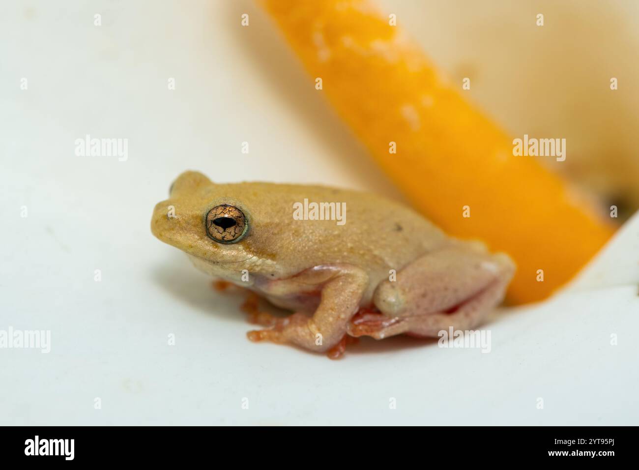 A cute spotted painted reed frog (Hyperolius marmoratus verrucosus ...