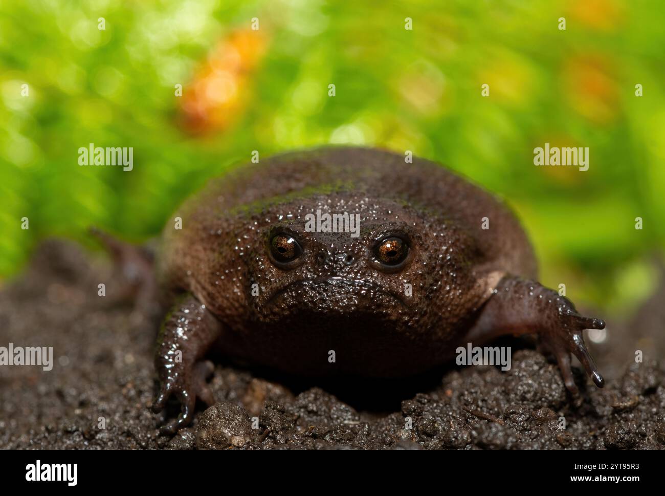 A cute plain rain frog (Breviceps fuscus), also known as a black rain ...