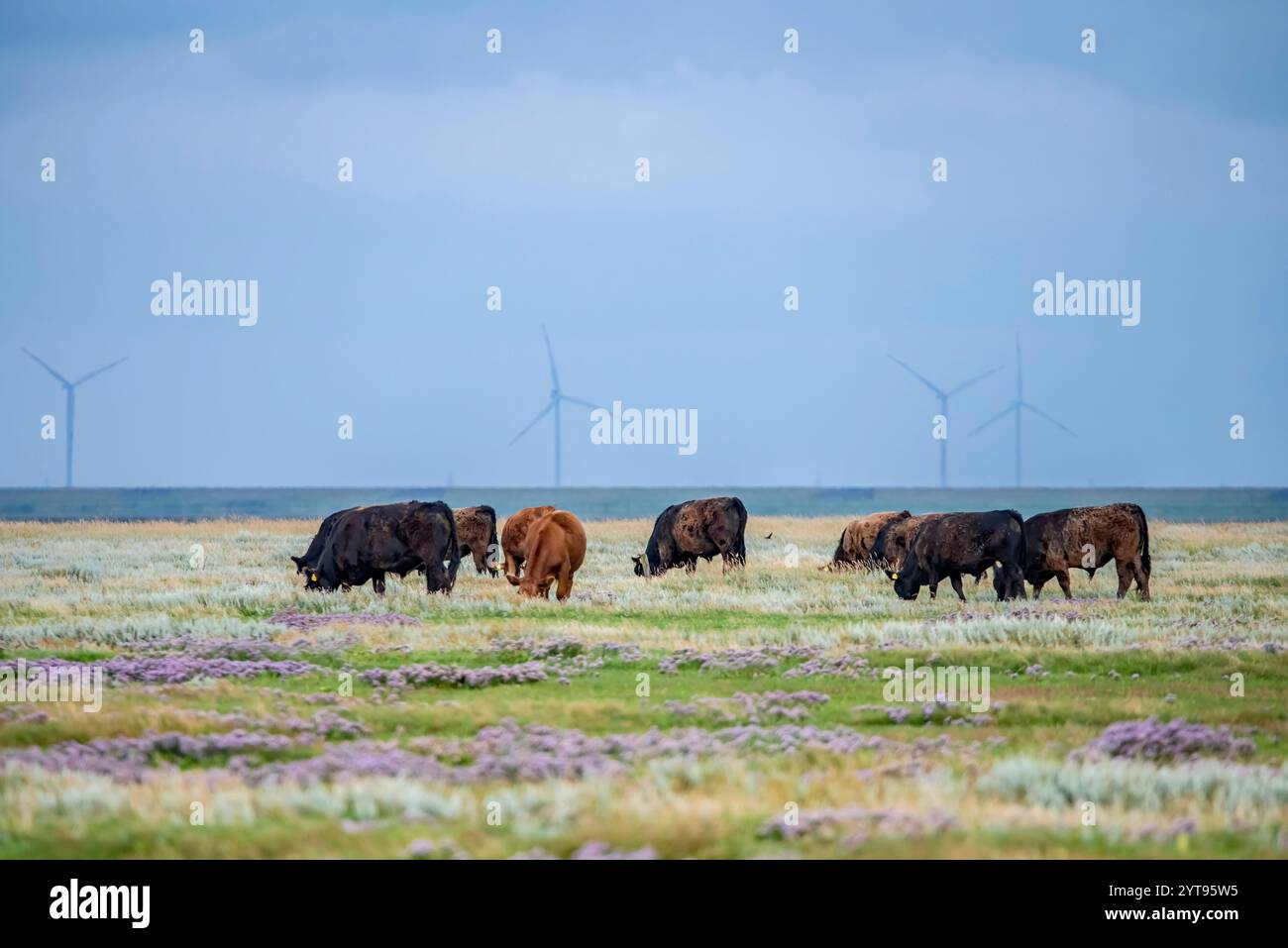 Galloway cattle in the salt marshes on the Wadden Sea Stock Photo - Alamy