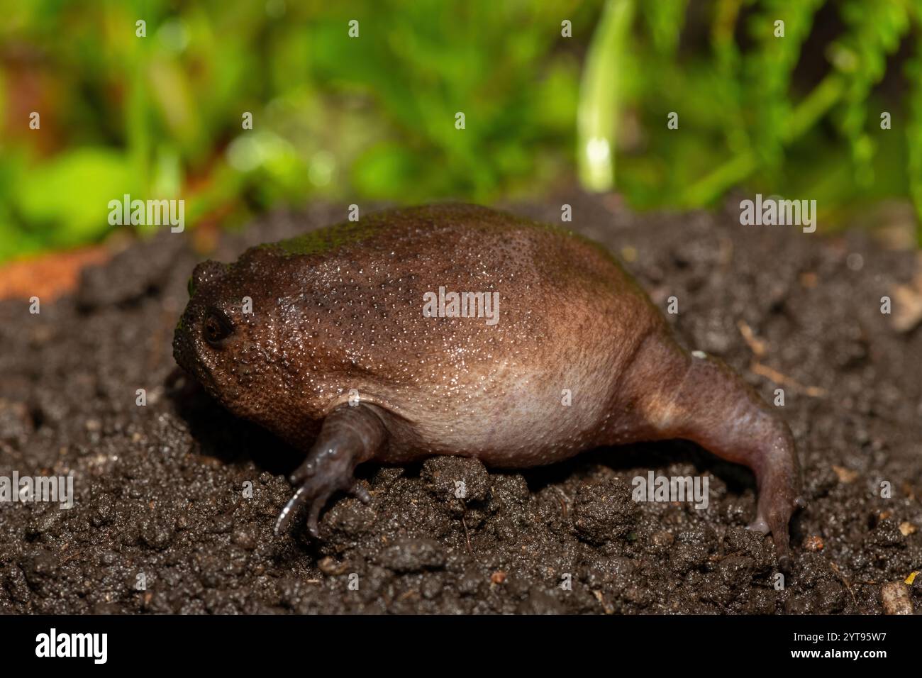 A cute plain rain frog (Breviceps fuscus), also known as a black rain ...