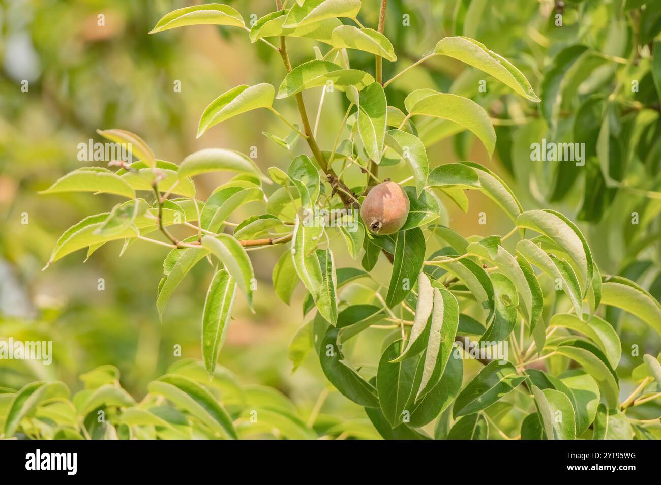 Fruit tree with fruit Stock Photo - Alamy