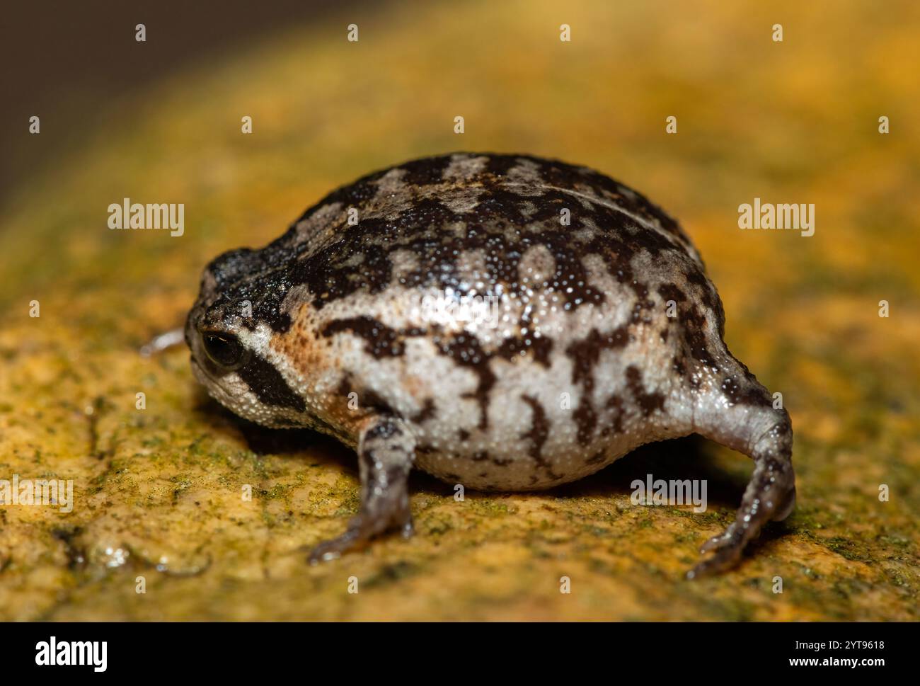 Roses rain frog hi-res stock photography and images - Alamy