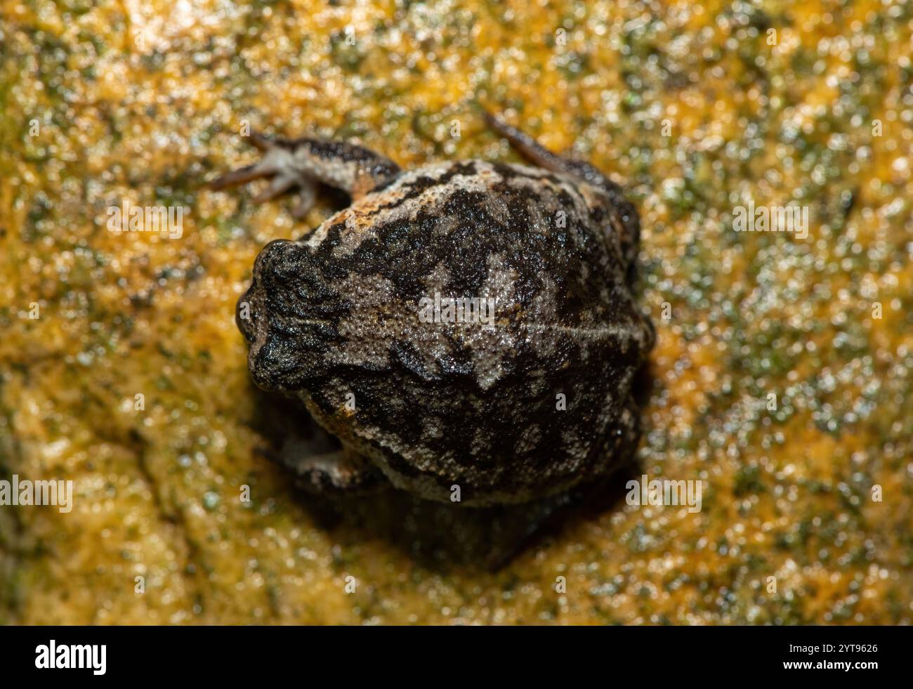 A cute Rose's rain frog (Breviceps rosei), also known as Rose's short ...
