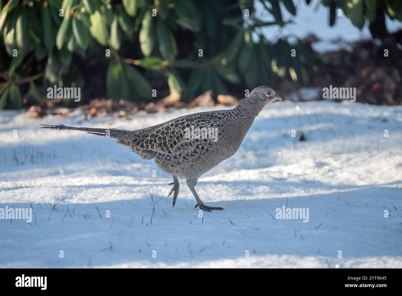 Pheasant hen in the snow Stock Photo - Alamy