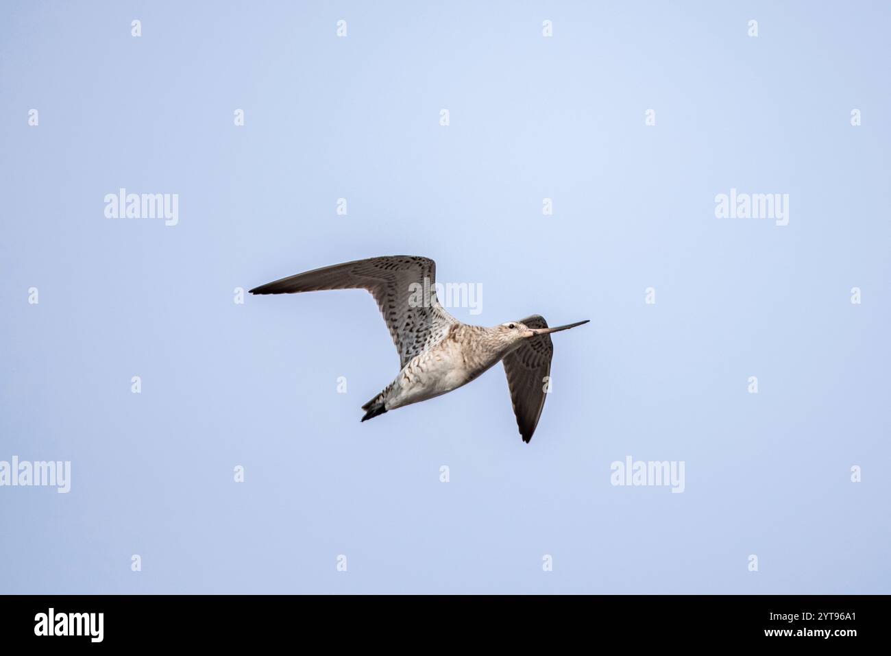 Bar-tailed godwit in flight Stock Photo - Alamy