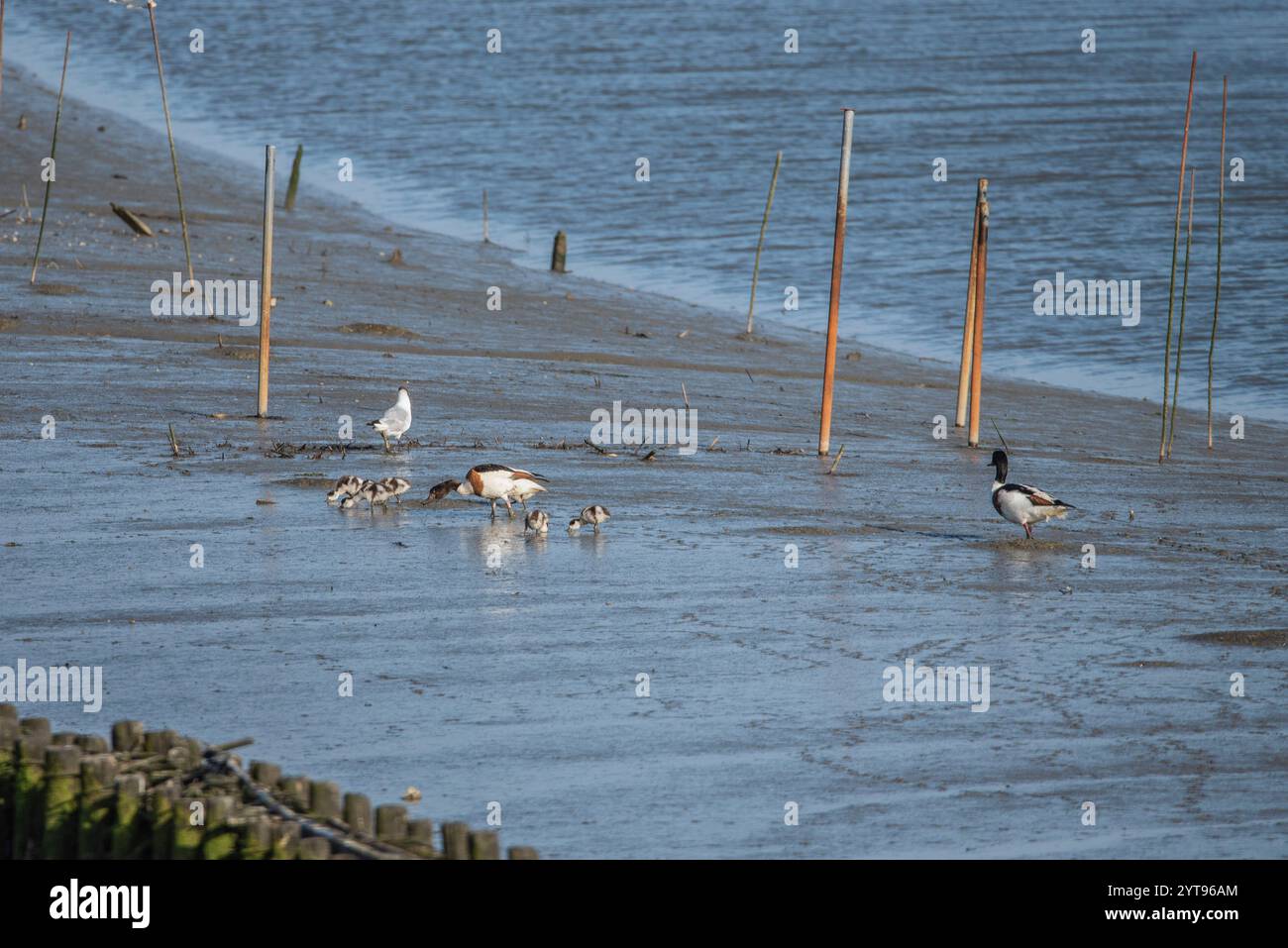 Shelduck with chicks hi-res stock photography and images - Alamy