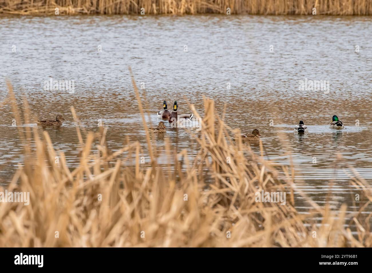Mallards at the duck trap Stock Photo - Alamy