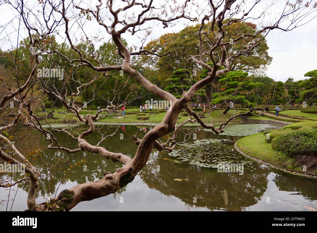 Leafless tree in the Imperial Gardens of Tokyo, Japan Stock Photo - Alamy