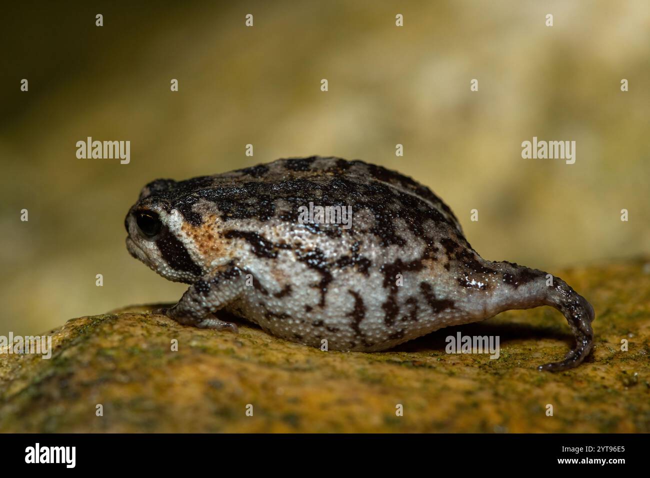 A cute Rose's rain frog (Breviceps rosei), also known as Rose's short ...