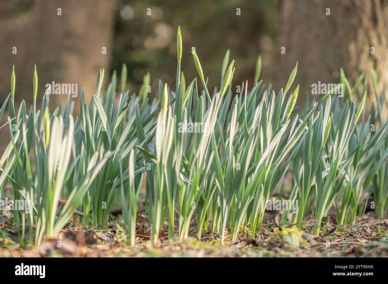 Early bloomers daffodils Stock Photo - Alamy