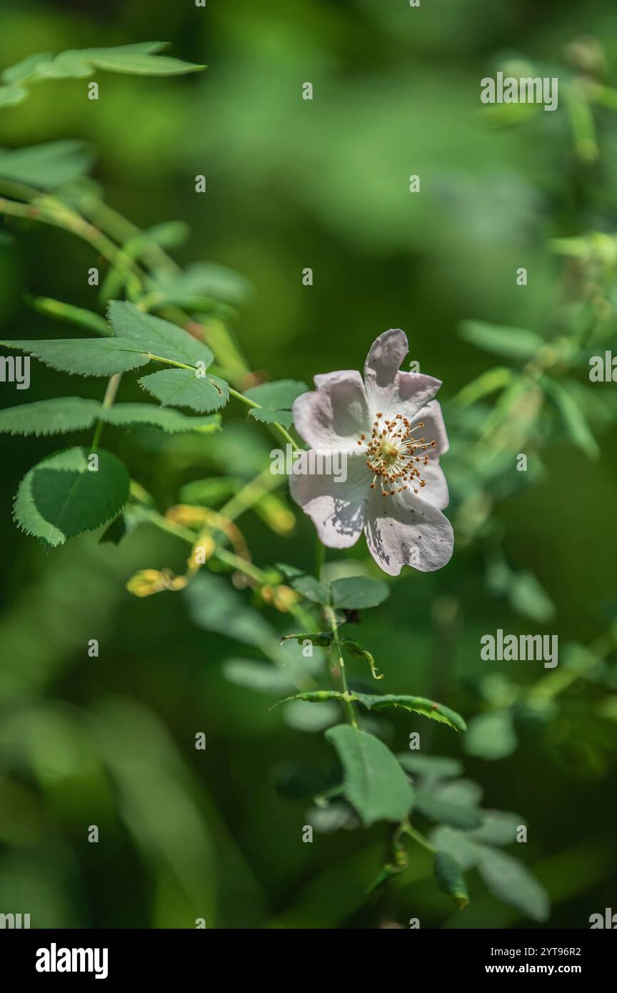 Dog rose an upright shrub Stock Photo - Alamy