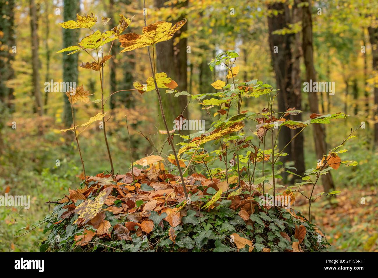 Overgrown tree stump Stock Photo - Alamy