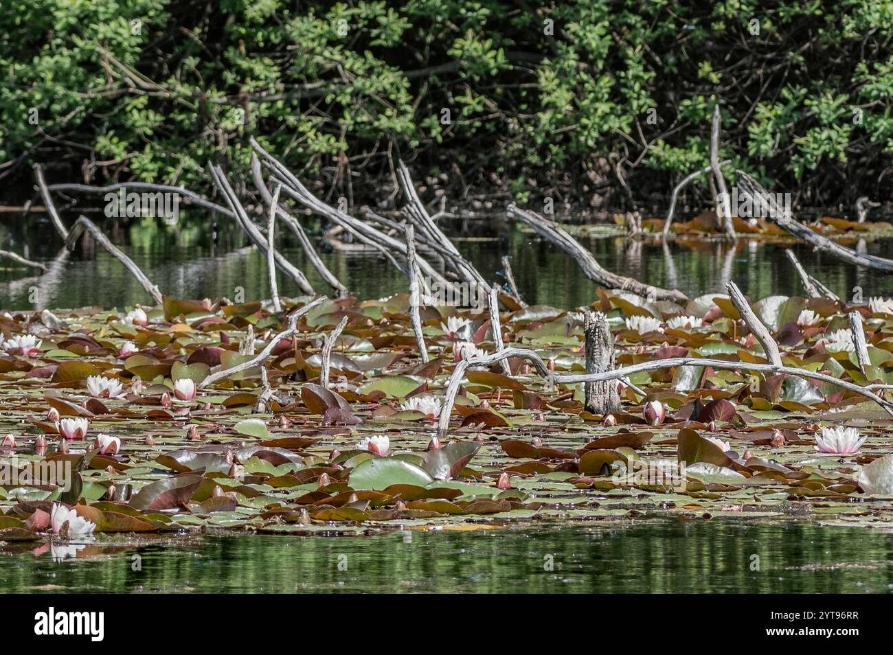 Lily bough hi-res stock photography and images - Alamy