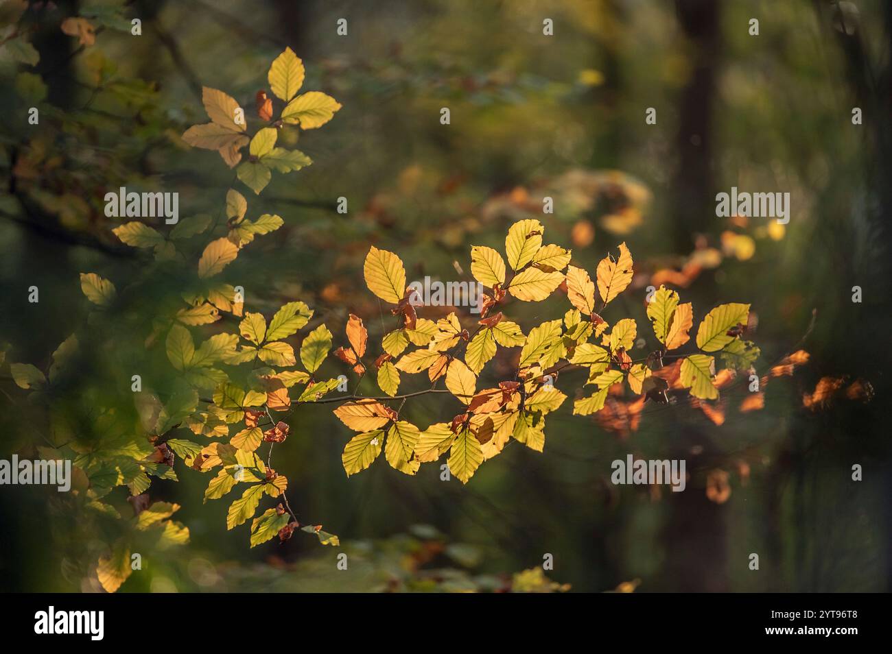 Leaf veins leaf common beech hi-res stock photography and images - Alamy