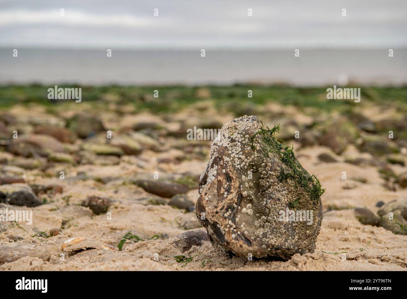 Algae on the rock Stock Photo - Alamy