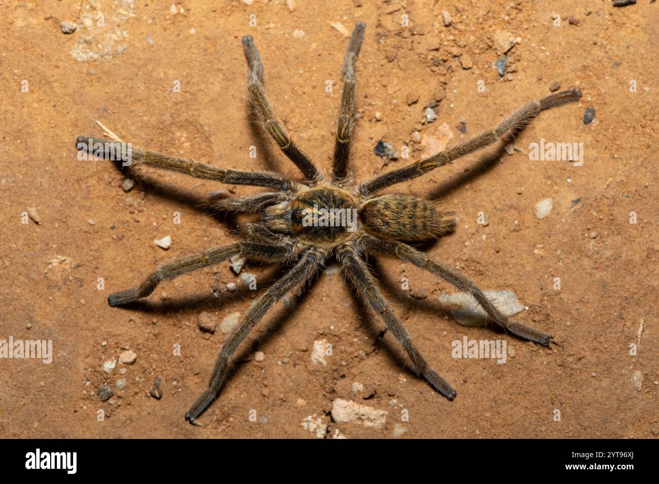 Dunbrody Golden Lesser Baboon Spider (Harpactirella magna Stock Photo ...