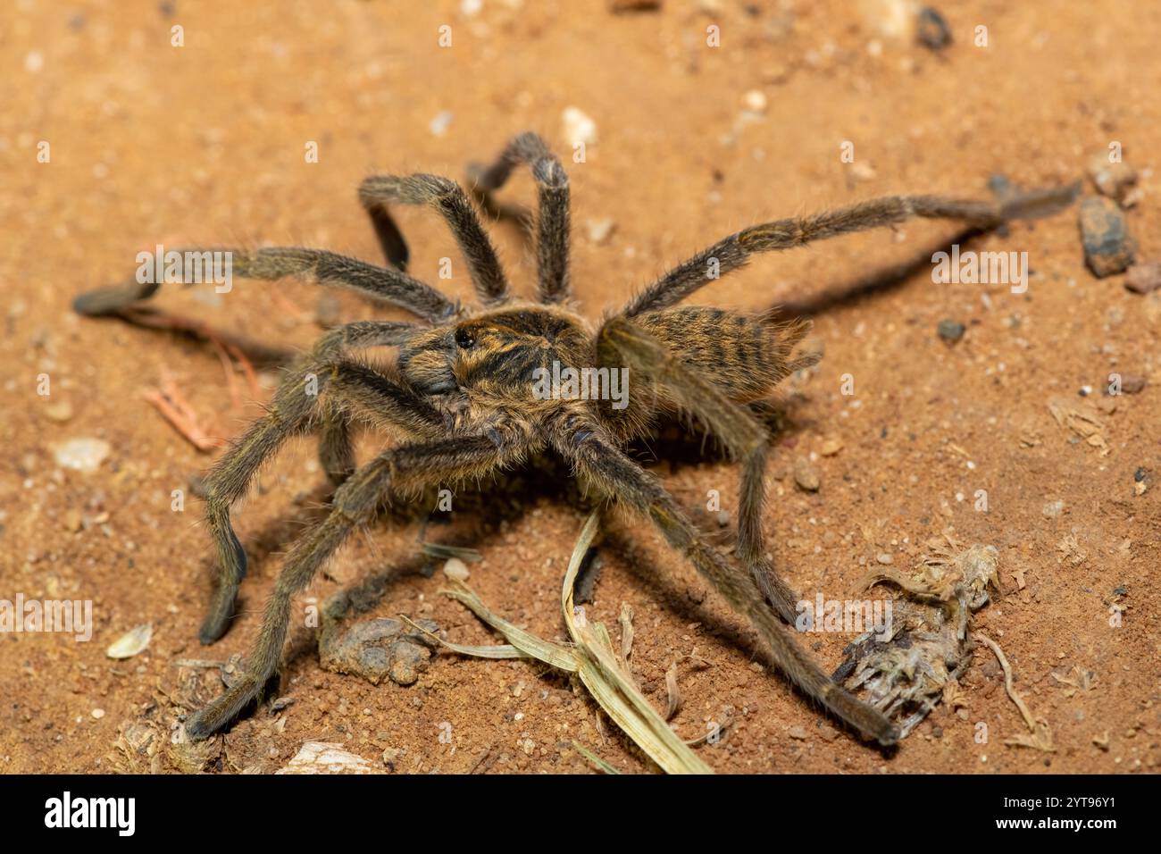 Dunbrody Golden Lesser Baboon Spider (Harpactirella magna Stock Photo ...