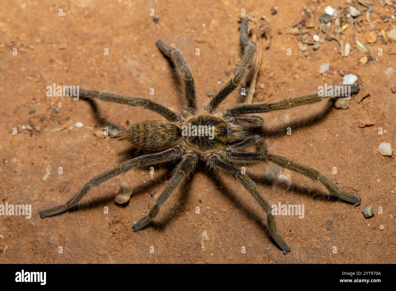Dunbrody Golden Lesser Baboon Spider (Harpactirella magna Stock Photo ...