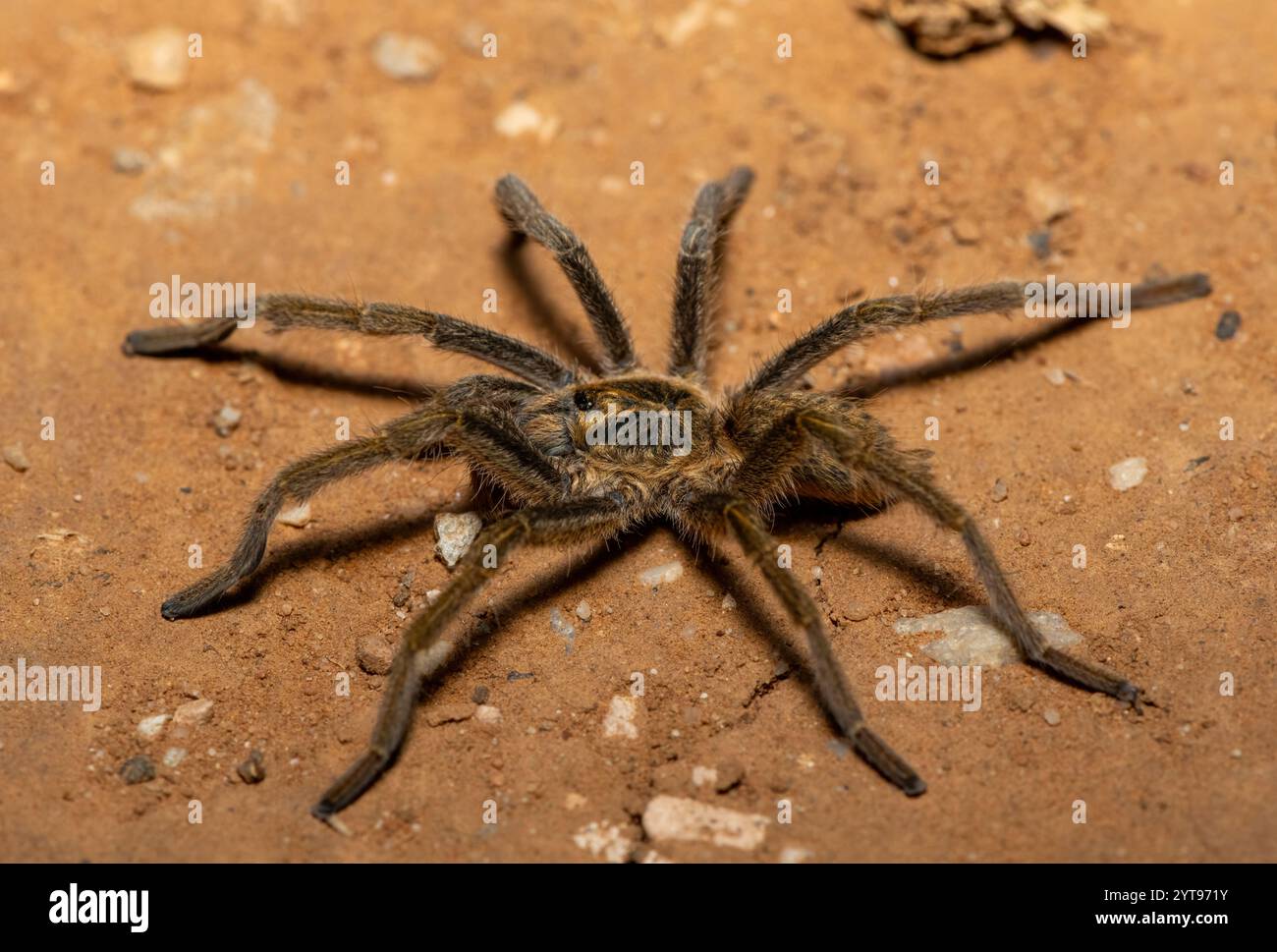 Dunbrody Golden Lesser Baboon Spider (Harpactirella magna Stock Photo ...