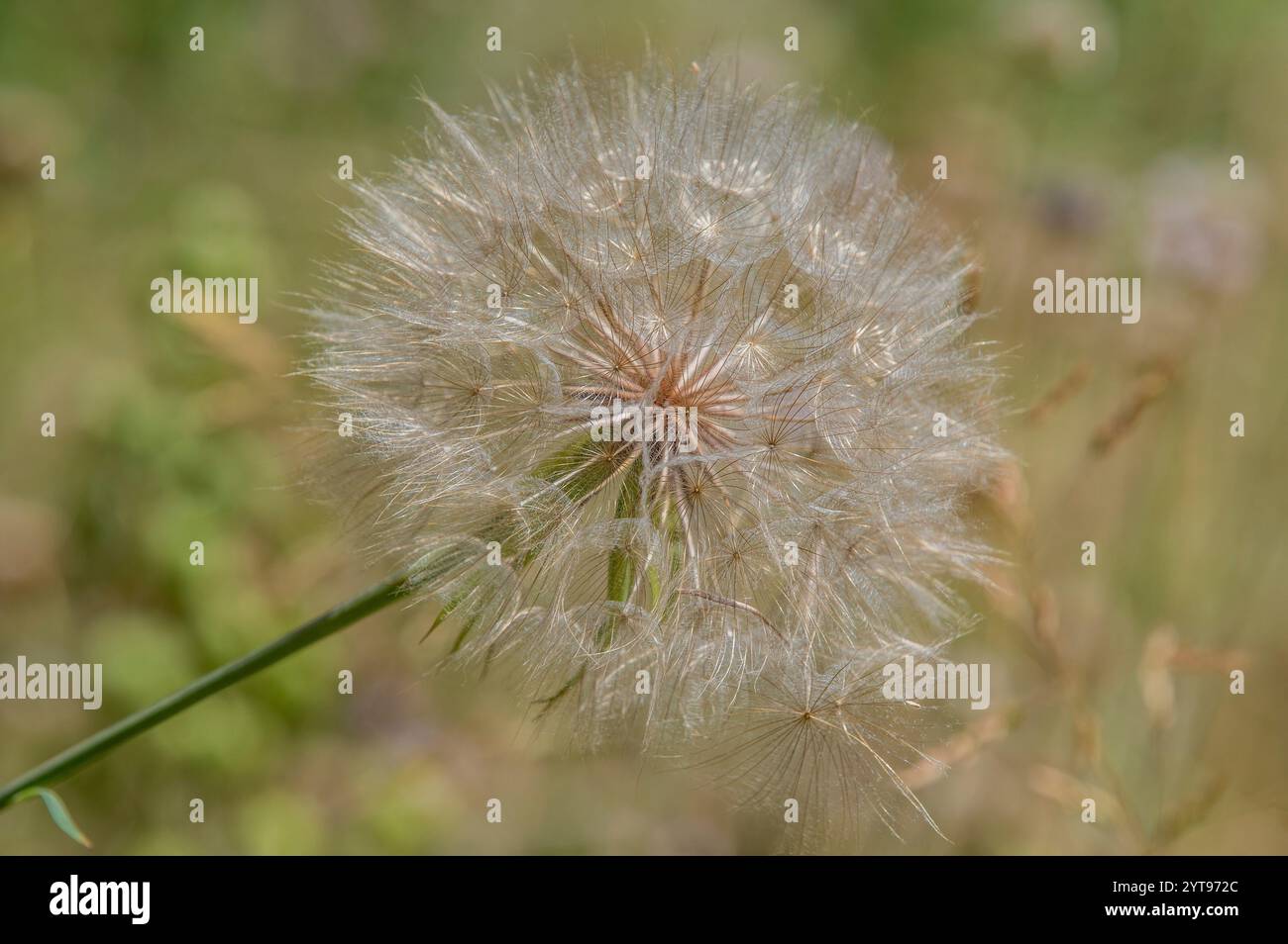 Fruit stand with pappus Stock Photo - Alamy