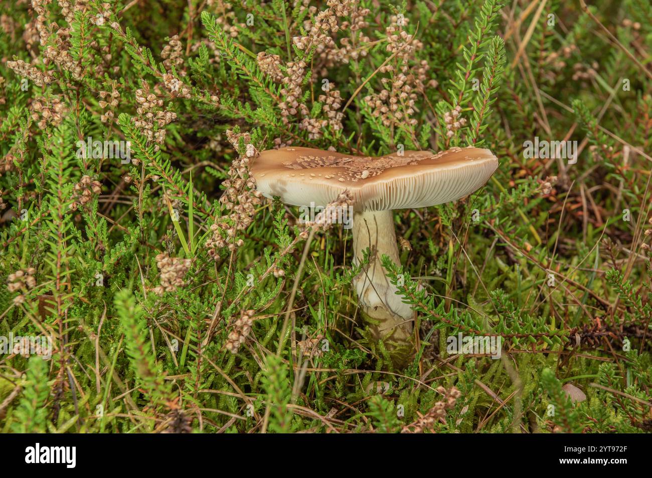 Gray beadling in coniferous forest Stock Photo - Alamy