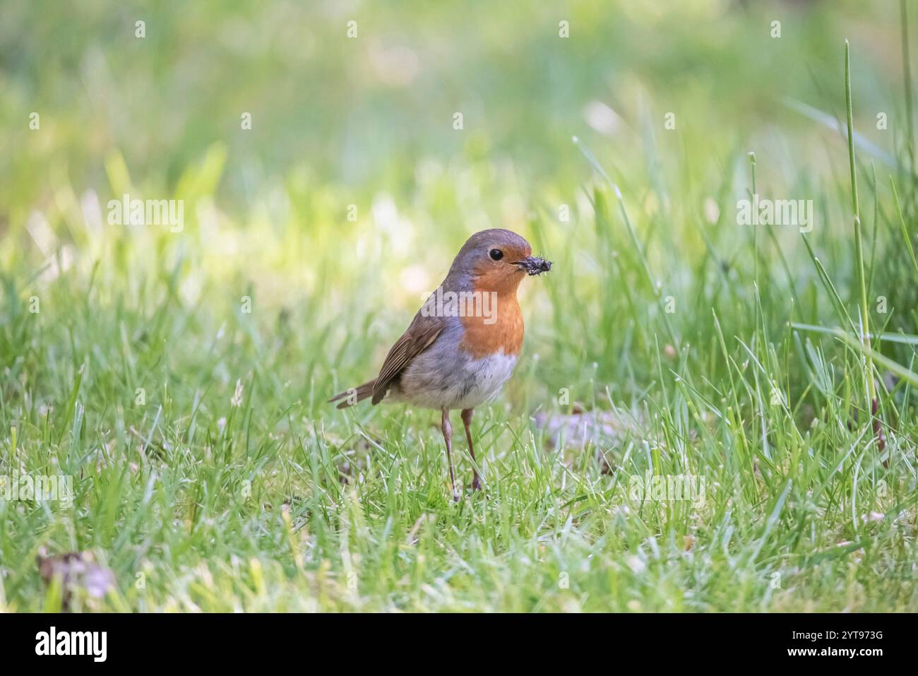 Robin with insects Stock Photo - Alamy