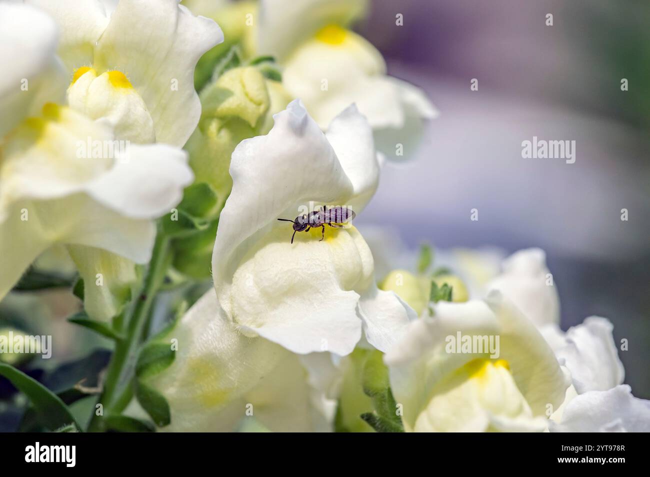 Black wasp on the garden snapdragon Stock Photo - Alamy