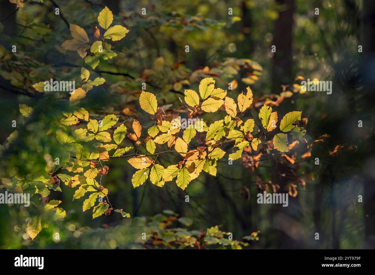 Leaf veins leaf common beech hi-res stock photography and images - Alamy