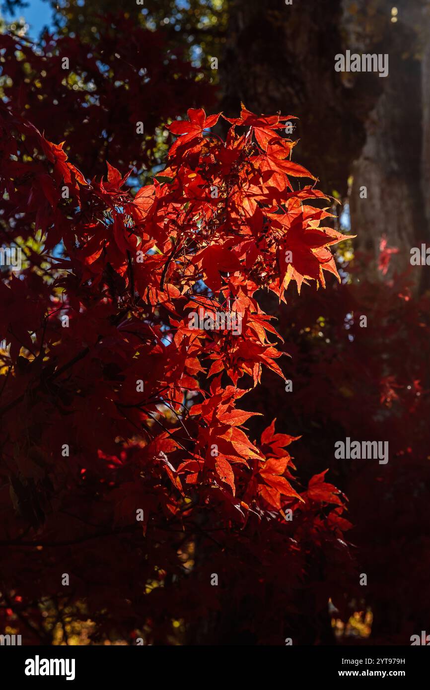 A tree with red leaves is in the sunlight. The leaves are bright red ...