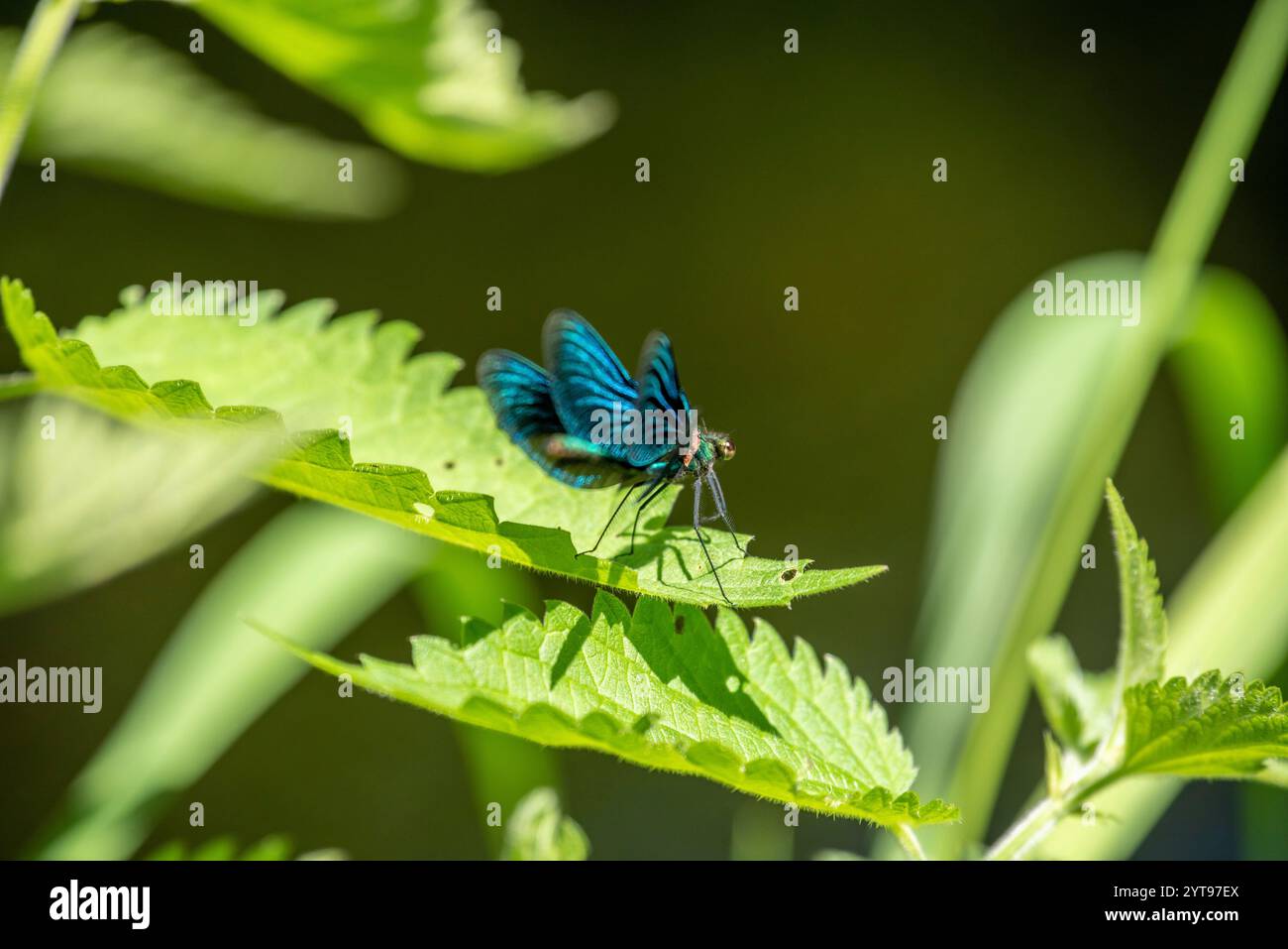 Metallic blue winged dragonfly hi-res stock photography and images - Alamy