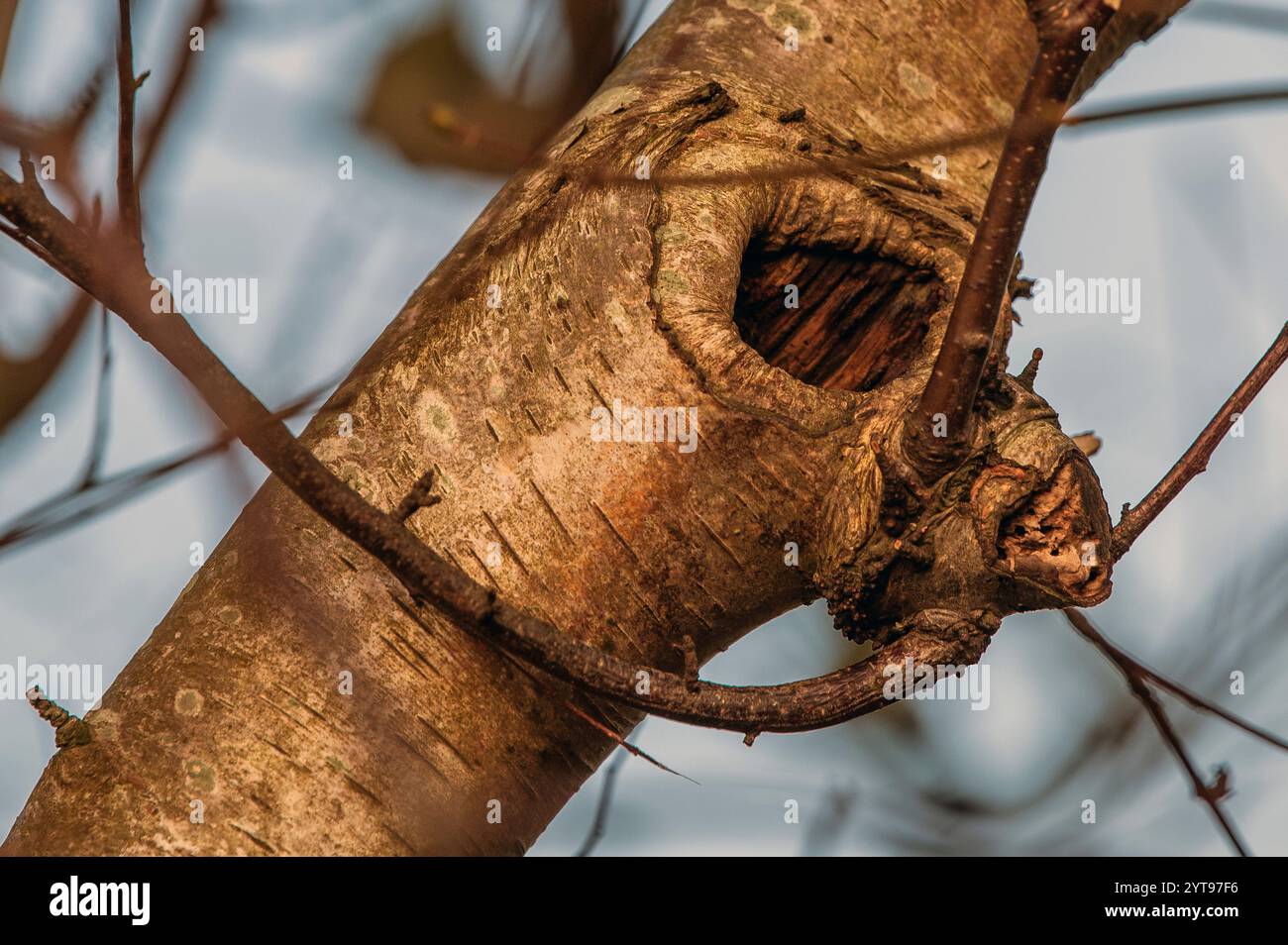 Twig structures hi-res stock photography and images - Alamy