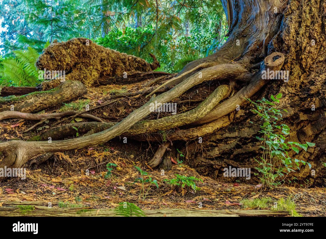 A tree with roots sticking out of it. The roots are brown and green ...